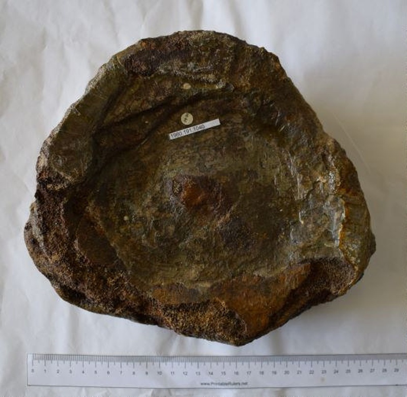 Pliosaur vertebra ; Stretosaurus macromerus; field reservoir site ...