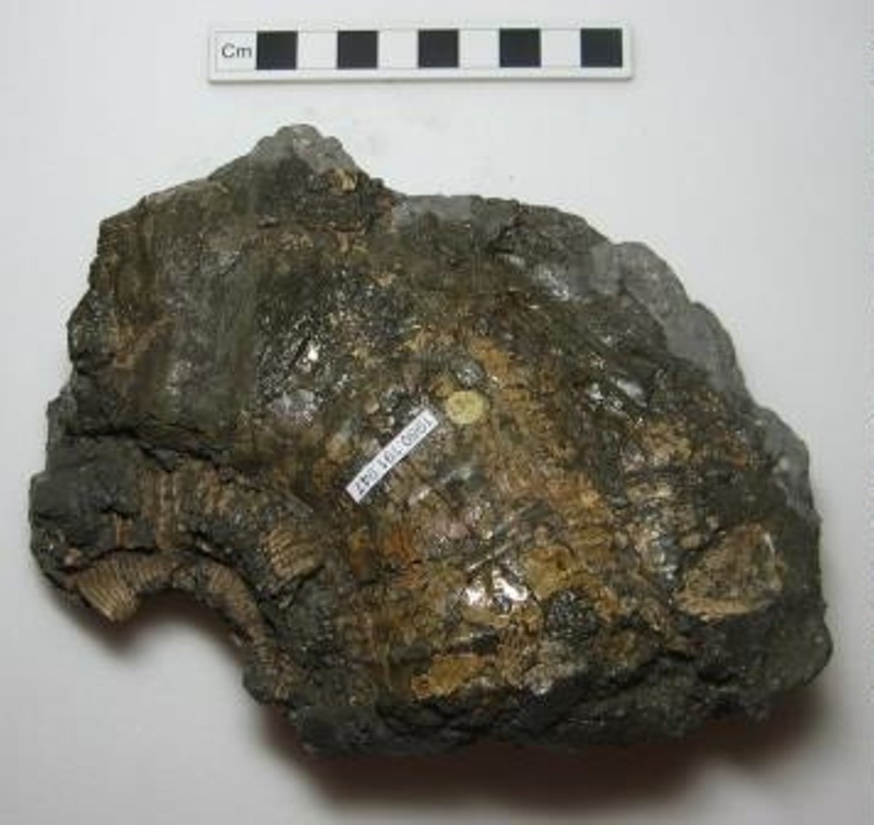 Ammonite ; Rasenia involuta; Field reservoir excavation, SSE of Oday ...