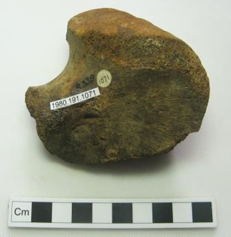 Ichthyosaur skull ; Ophthalmosaurus sp.; [Near Kennington, Oxfordshire ...