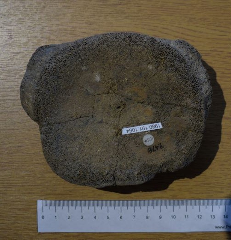 Pliosaur vertebra ; Stretosaurus macromerus; Tuckwell's Gravel Pit ...