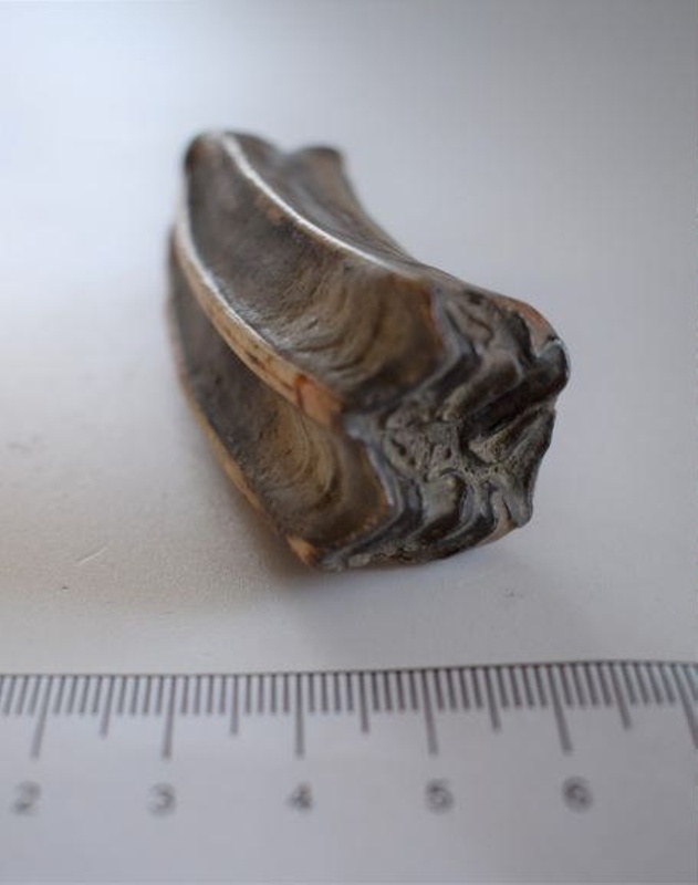 horse teeth; Equus sp.; Shippon Road Drainage, Northcourt, Abingdon ...