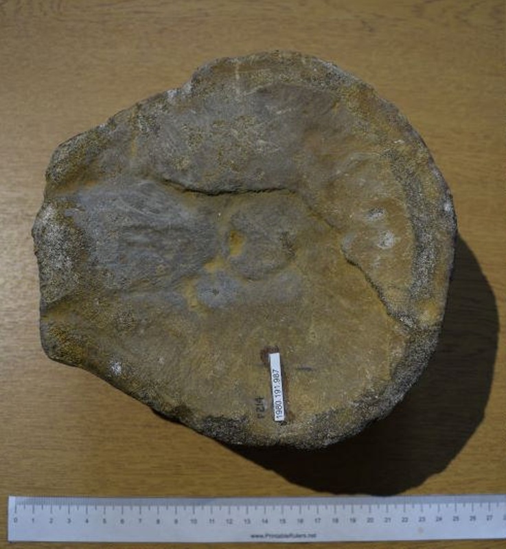 Pliosaur vertebra ; Stretosaurus macromerus; Curtis's gravel Pit ...