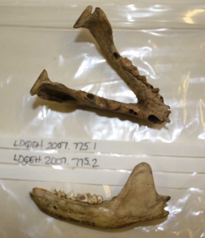 Jaw bone Badger; LDQEH.2007.775 | eHive