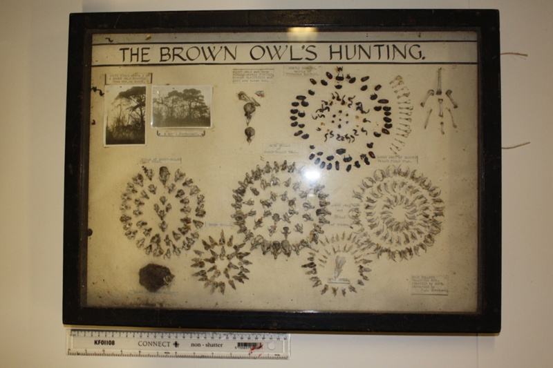 'The Brown Owl's Hunting' A framed collection of owl droppings arranged ...