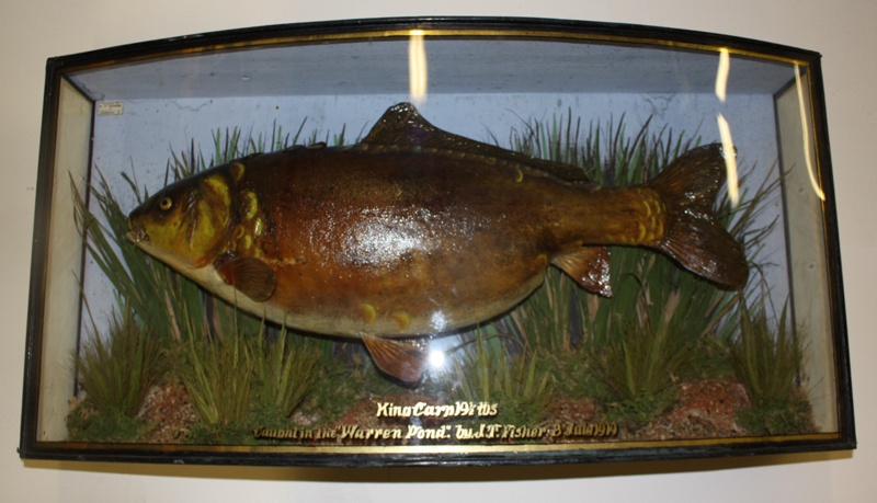 King Carp caught in Warren Pond; LDQEH.2007.716 | eHive