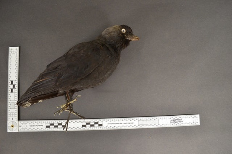 Stuffed bird, Jackdaw ; LDQEH.2016.26 | eHive