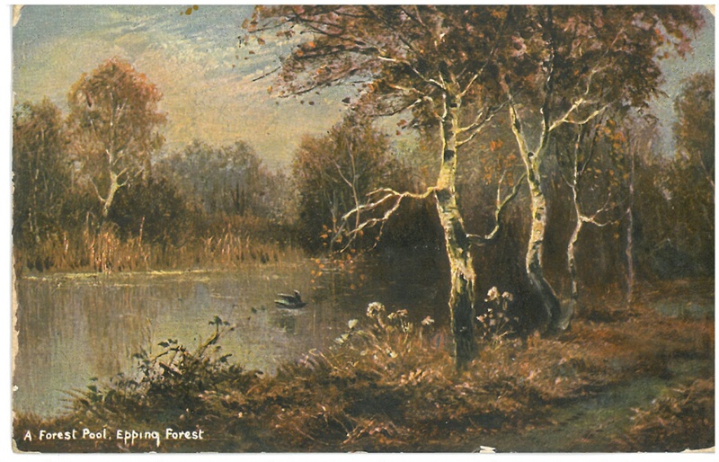Postcard of A Forest Pool, Epping Forest; S. Hildesheimer & Co. Ltd ...