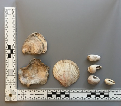 Shells excavated from the Grotto ruin, Wanstead Park, 1996; LDQEH.2018. ...