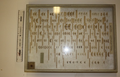 Seven trays of Micro-Lepidoptera and other moths from Epping Forest ...