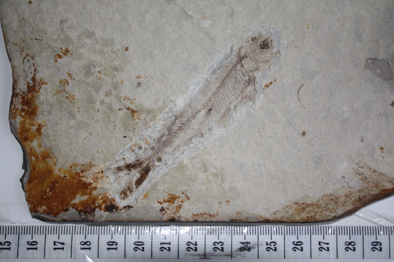 Fish: Lycoptera davidi ; Lycoptera davidi; Collected in Liaoning ...