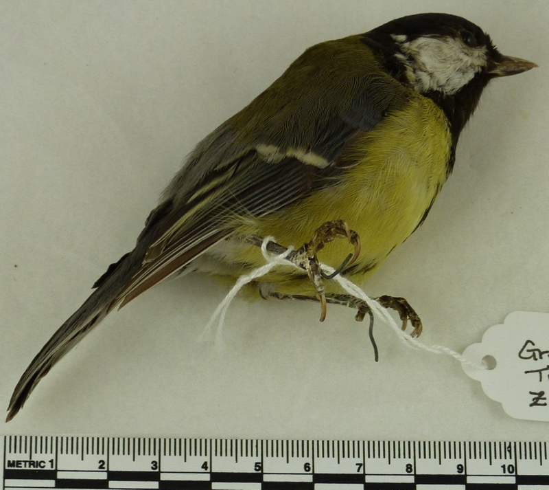 Great tit; 1933.6550 | eHive