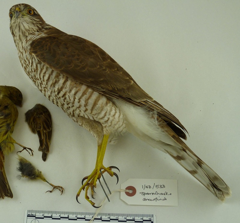 Sparrowhawk; 1/NZ/533 | eHive