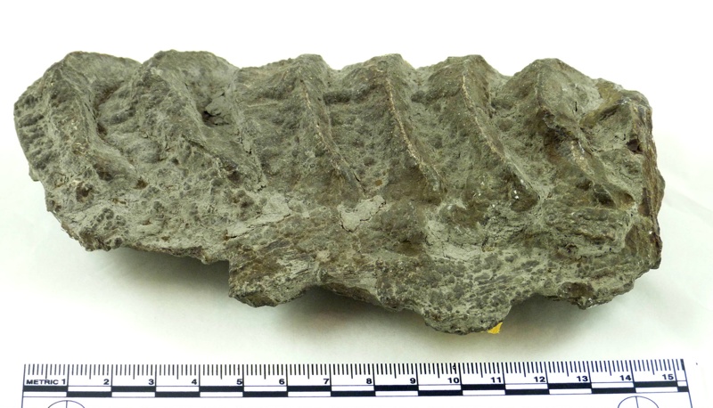 Ichthyosaur caudal (tail) vertebrae; Phylum: Chordata Class: Reptilia ...
