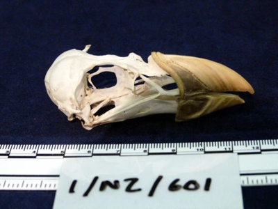 Search object results | eHive