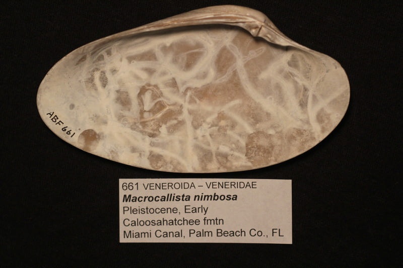 Sunray Venus clam; Macrocallista nimbosa (Lightfoot, 1786 ...