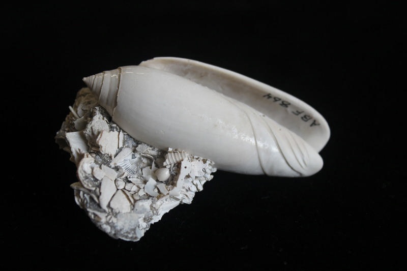 Lettered olive shell; Americoliva sayana (Ravenel, 1834); Paleontology ...
