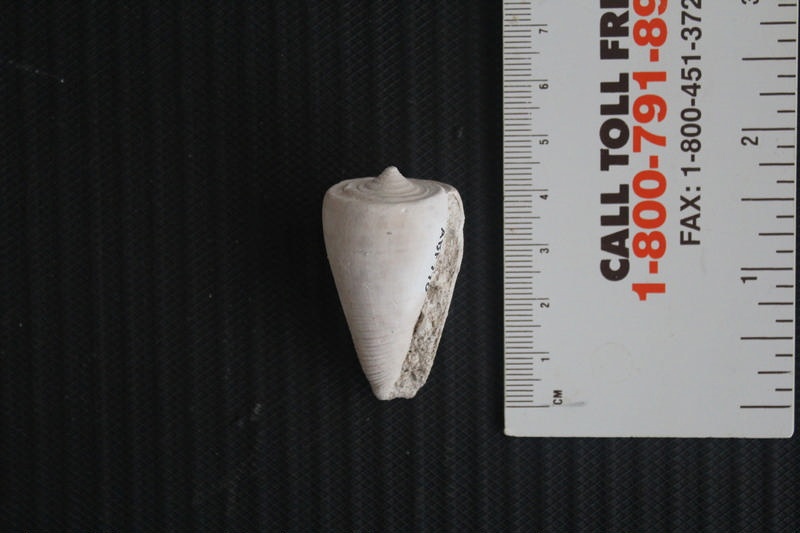 Alphabet cone shell; Conus spurius (Gmelin, 1791); Paleontology; Mixed ...