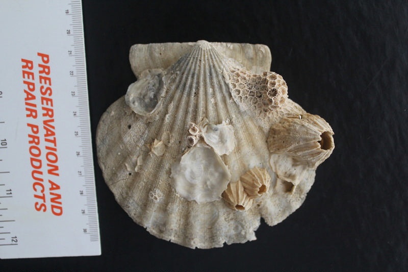 Scallop; Chesapecten nefrens Ward & Blackwelder, 1975; Paleontology ...