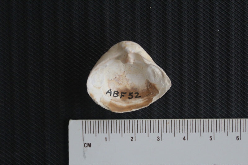 Basket clam; Corbula idonea (Conrad, 1833); Paleontology; Scientists ...