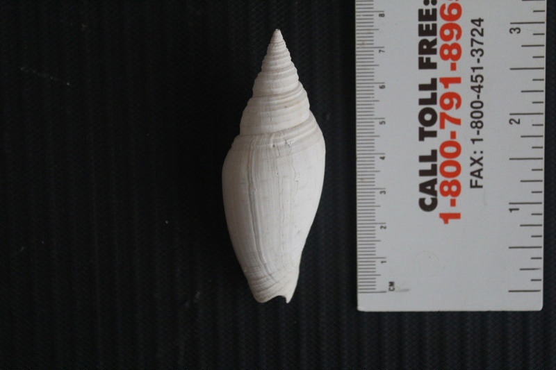 Mitre shell, extinct; Pleioptygma lineolata (Heilprin, 1886 ...