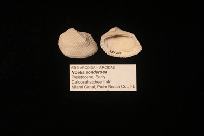 Ponderous Ark Clam Paired valves; Noetia ponderosa (Say, 1822 ...