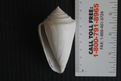 Cone shell; Conus adversarius (Conrad, 1840); Paleontology; Mixed ...