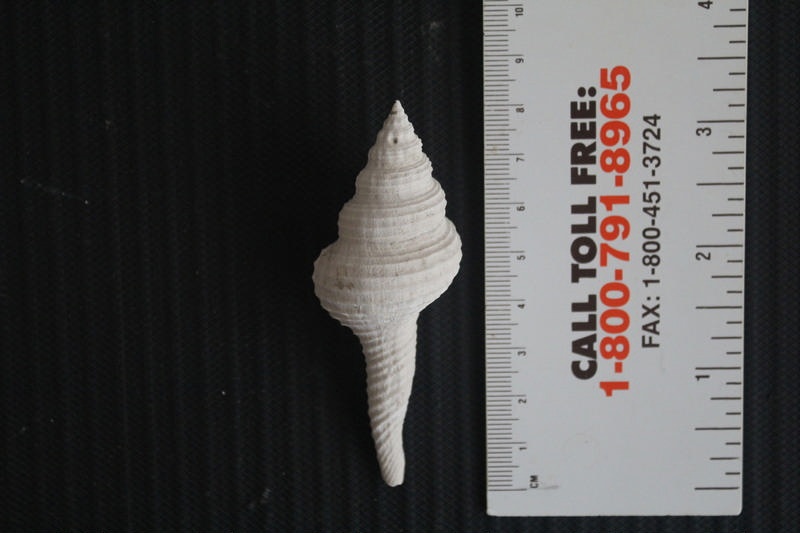 Spindle shell, extinct; Fusinus caloosaensis (Heilprin, 1886 ...