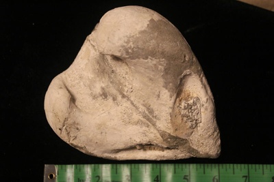 Ark clam; Cucullaea gigantea Conrad, 1862; Paleontology; Near Capital ...