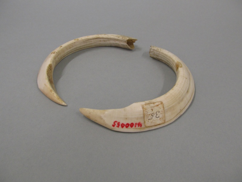 Pair of pig tusks; Specimen, Zoological specimen; Records say "Pig ...