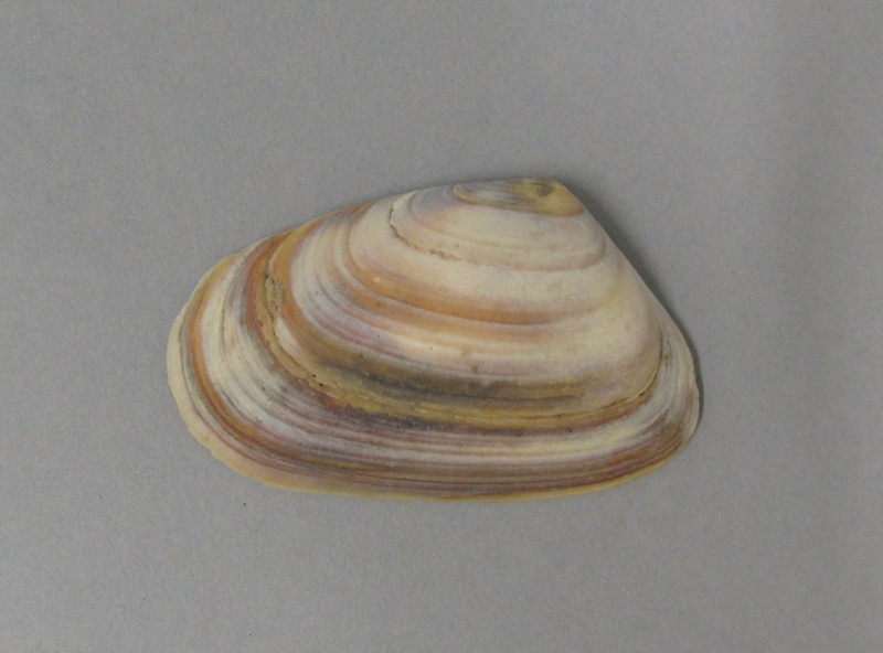 Pipi or tuatua shell; Specimen, Zoological specimen; 2013.1.166 | eHive