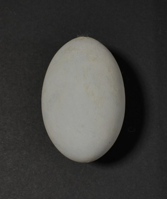 Little black shag egg; Specimen, Zoological specimen; 2022.11.8 | eHive