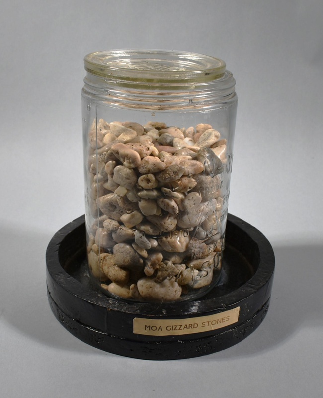 Museum display of moa gizzard stones; Nancy Merriman; 2000-2014; 2022.1 ...