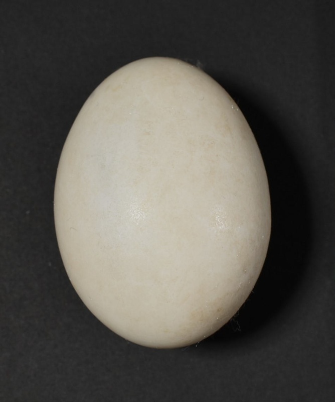 Mallard duck egg; Specimen, Zoological specimen; 2022.11.10 | eHive
