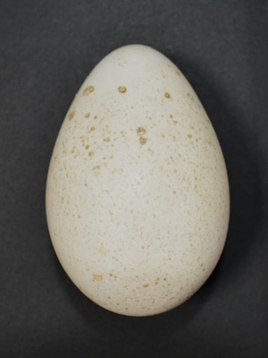 Turkey egg; Specimen, Zoological specimen; 2022.11.14 | eHive