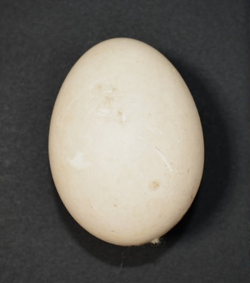 Muscovy duck egg; Specimen, Zoological specimen; 2022.11.12 | eHive