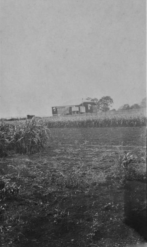 Photograph of Percy and Chris Mitchell's House and Farm with corn ...