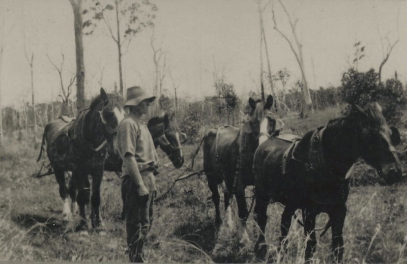 Photographs x 2 of Daniel Benfer's horse team and timber jinker on the ...