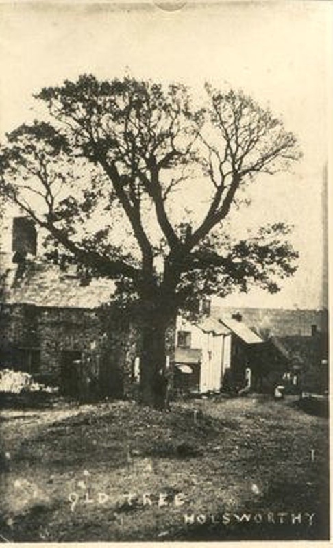 The Great Holsworthy Tree; 24-11224 | eHive