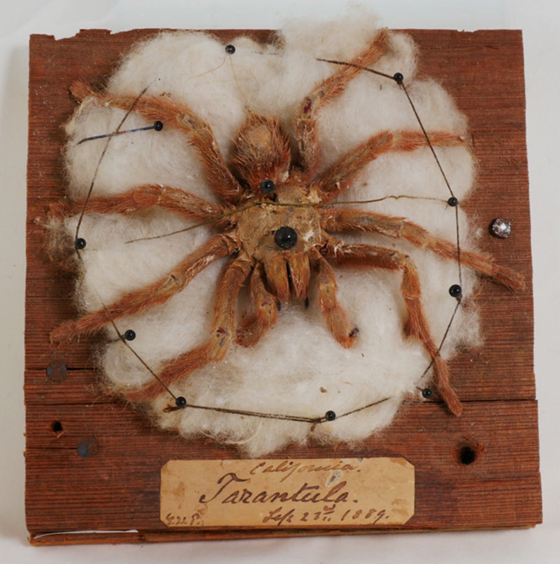 Tarantula Spider specimen (Pinne; spider; ILFCM 28287 | eHive
