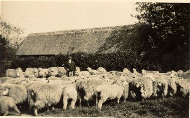 Henry Barrow with sheep at Potheridge; 17-1066 | eHive