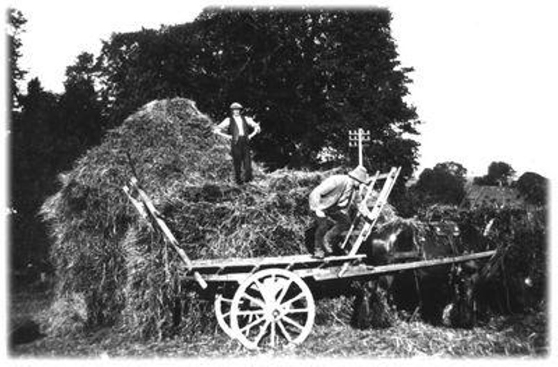 Farming - haymaking at Wardens Farm, North Tawton in 1930s; 1930; 98 ...