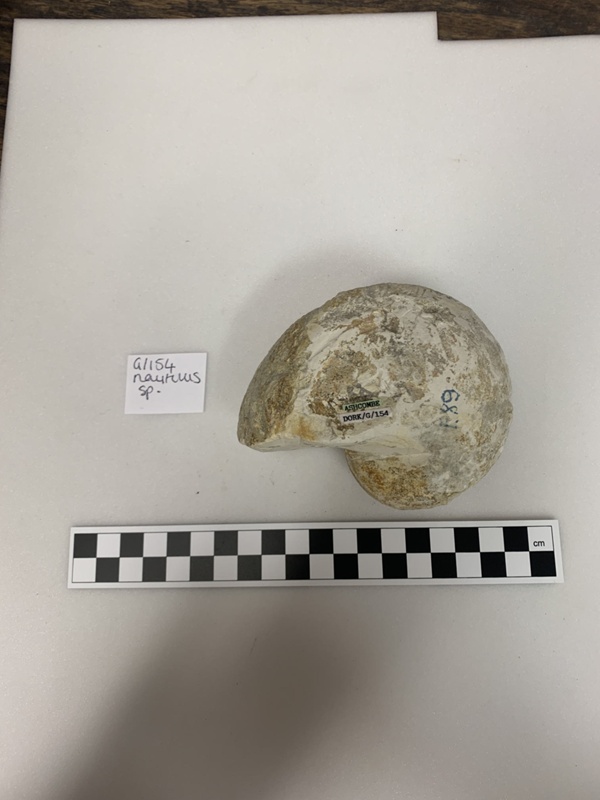 Nautilus species; G154 | eHive