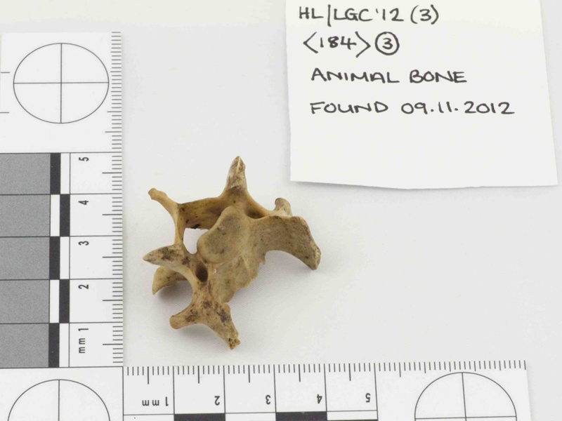 Animal bone; 184 | eHive