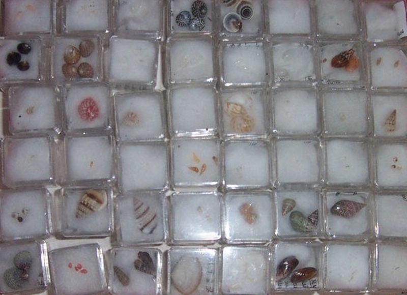 Susan Boni Shell Collection; Mollusca; Flinders Island beaches; FHR ...