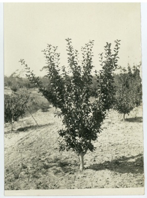 Shoreland Queen apple tree; Spurling & Son; GSM_09056 | eHive
