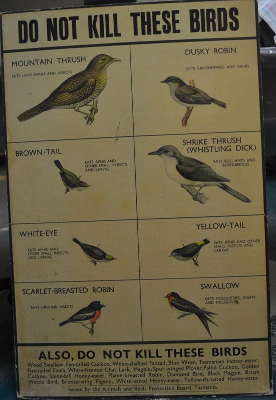 Do not kill these birds; Animal and Birds Protection Board (Tasmania ...