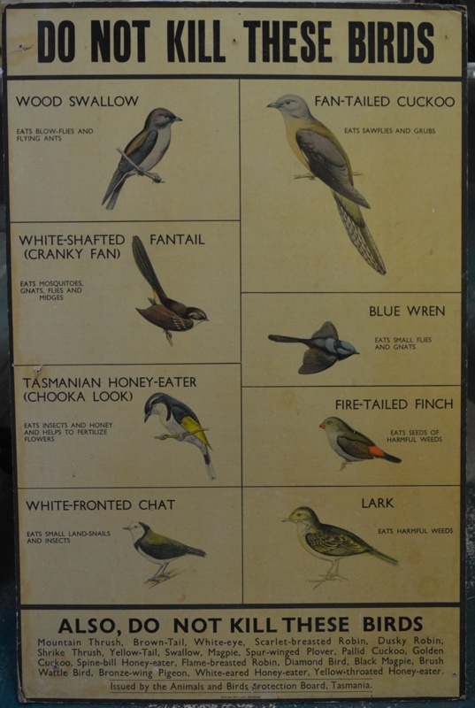 Do not kill these birds; Animal and Birds Protection Board (Tasmania ...
