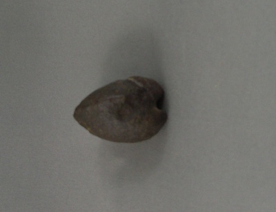 Fossilised pipi / cockle from Beauty Point, Tasmania; BMHC_10118 | eHive
