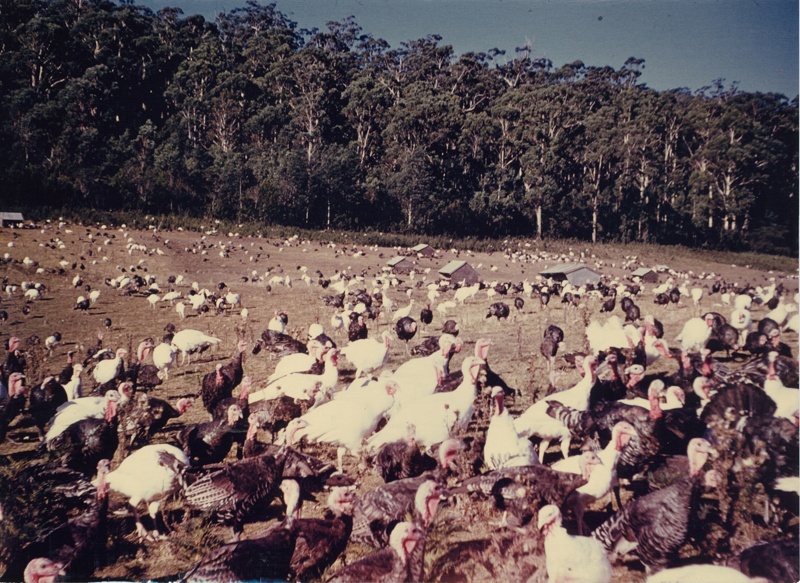 The turkey farm, Glengarry, Tasmania; unknown; c.1965; GSM_04603 | eHive
