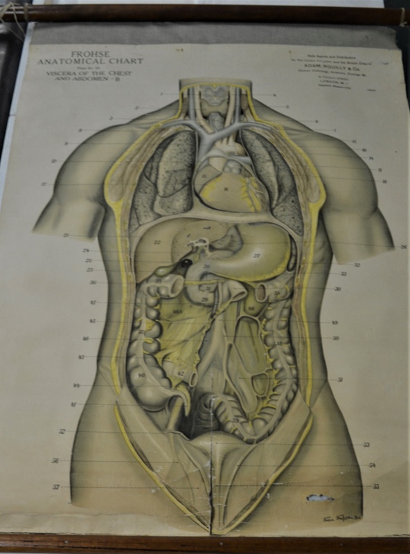 Anatomical chart; Adam, Rouilly & Co.; c. 1910 - 1940; BMHC_17251 | eHive